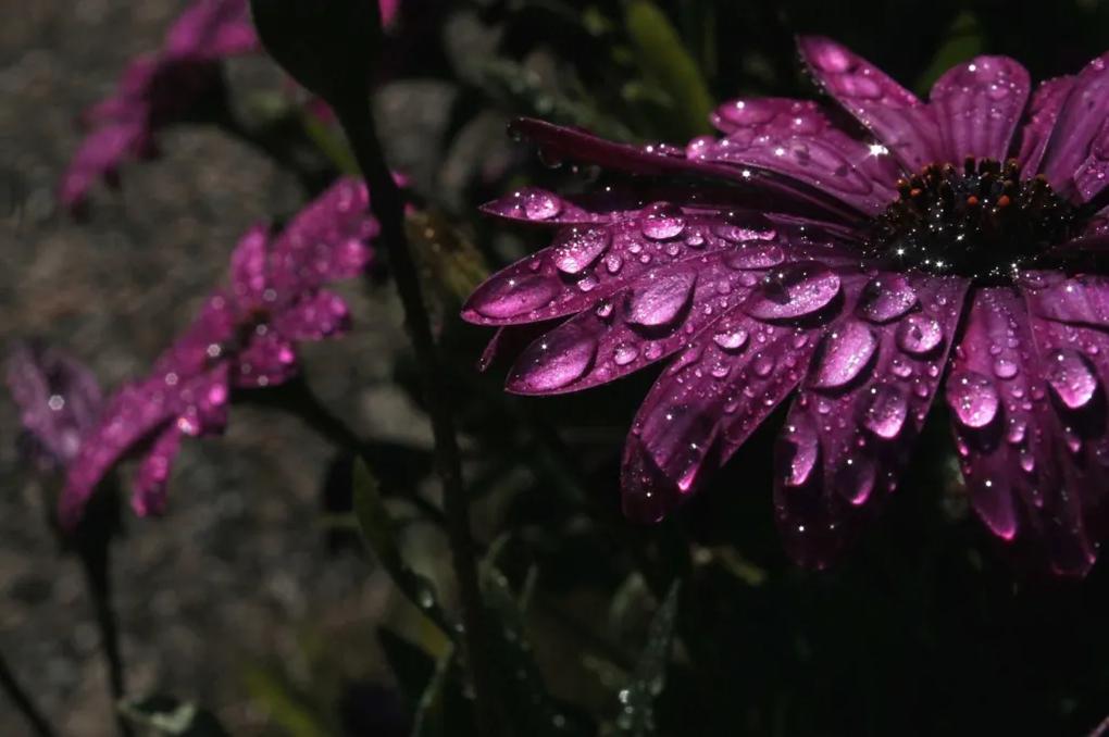 Obraz - fialový déšť (90x60 cm) - InSmile ®