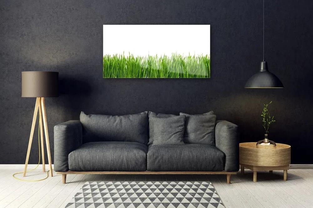Obraz na skle Tráva Příroda Rostlina 140x70 cm