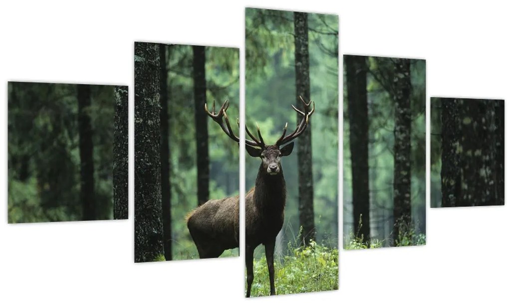 Obraz - Jelen v hlubokém lese (125x70 cm)