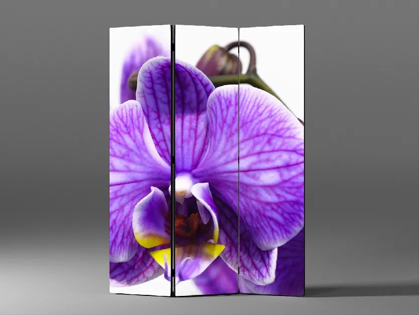 Paraván orchidej na bílém pozadí Rozměr: 135 x 180 cm