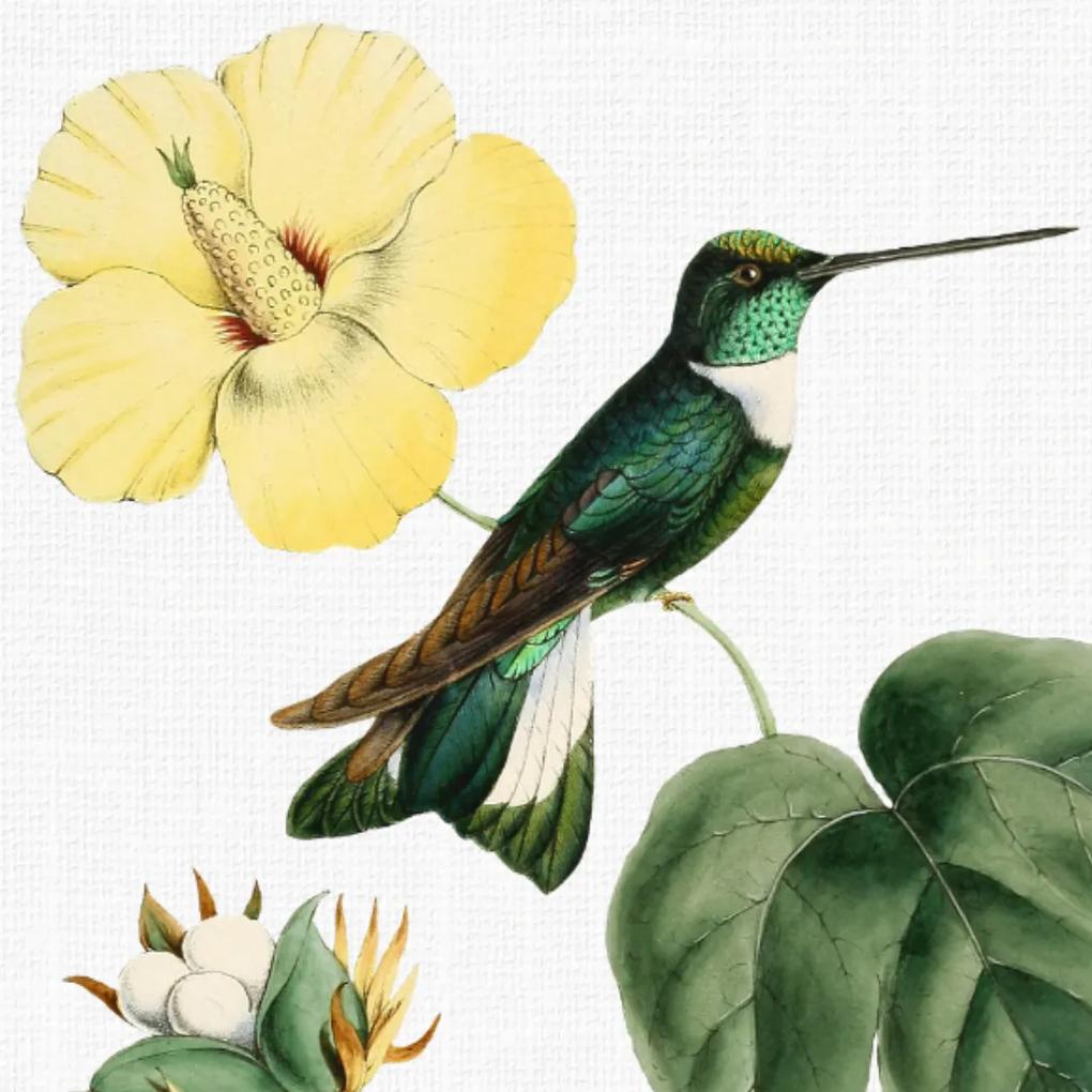 Obrázek kolibřík klínozobý A4 (210 x 297 mm): A4