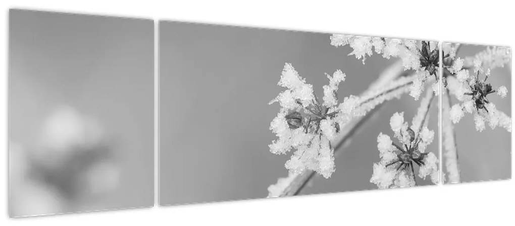Obraz - Zmrzlá rostlina (170x50 cm)