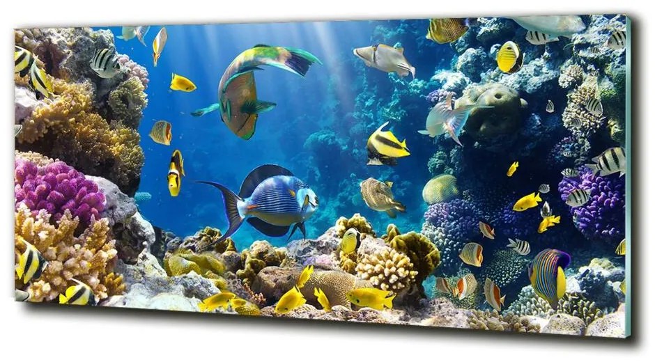 Wallmuralia Fotoobraz na skle Korálový útes 125x50 cm