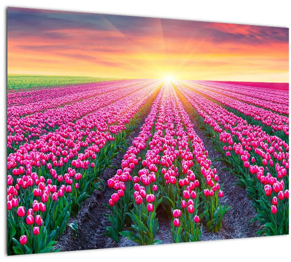 Skleněný obraz pole tulipánů se sluncem (70x50 cm)