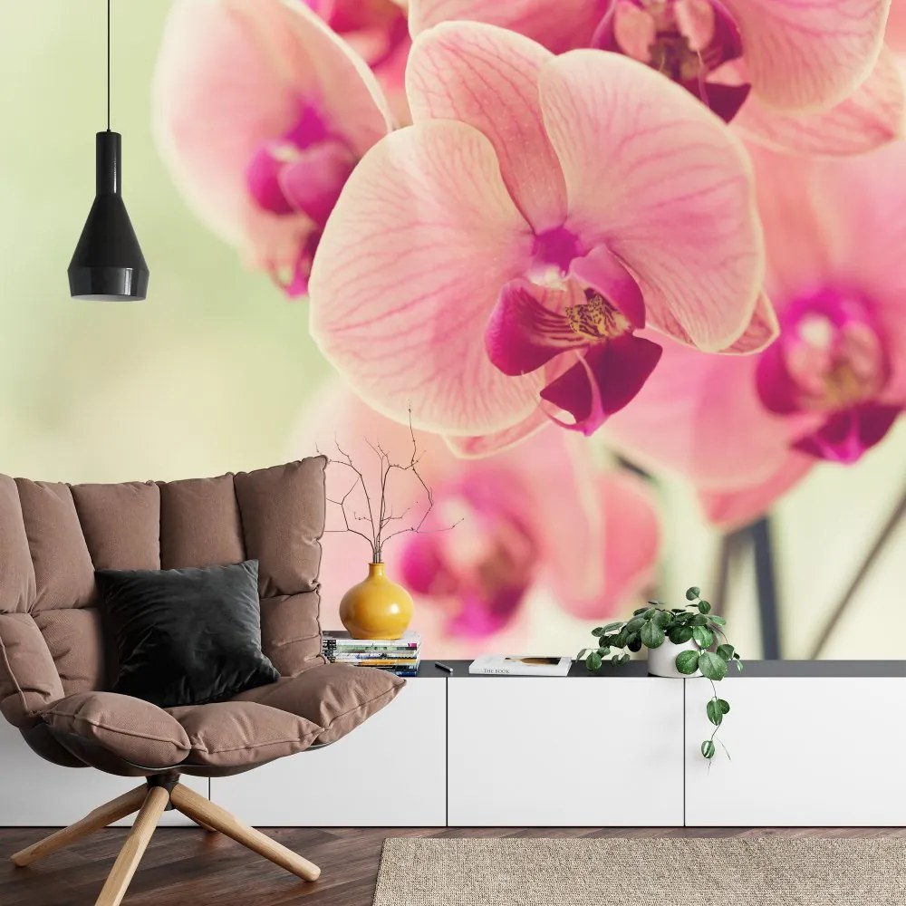 Fototapeta Krásná Orchidej Vliesová tapeta 405x270