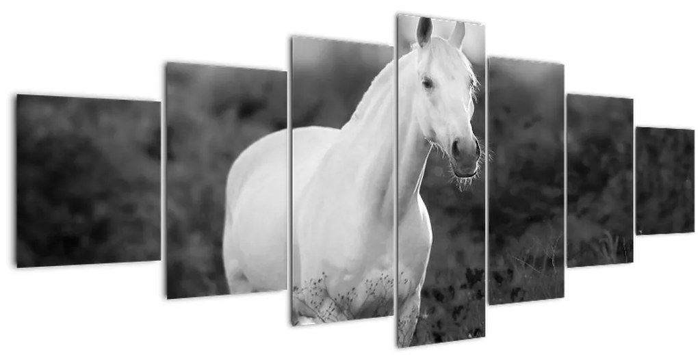 Obraz bílého koně na louce, černobílá (210x100 cm)