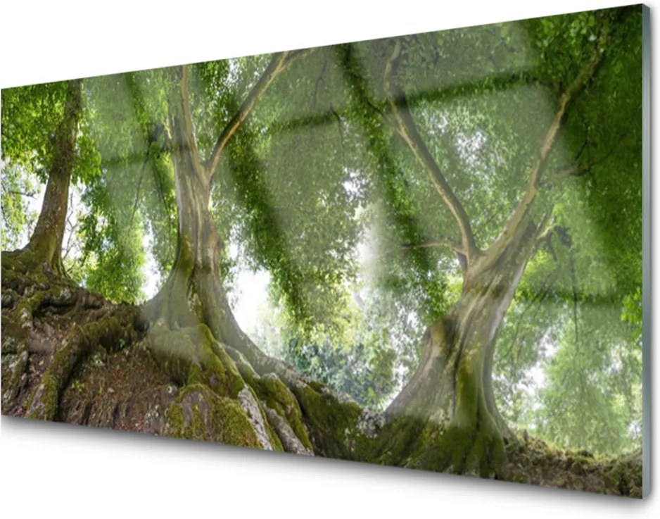 Plexisklo obraz Stromy Rostlina Příroda