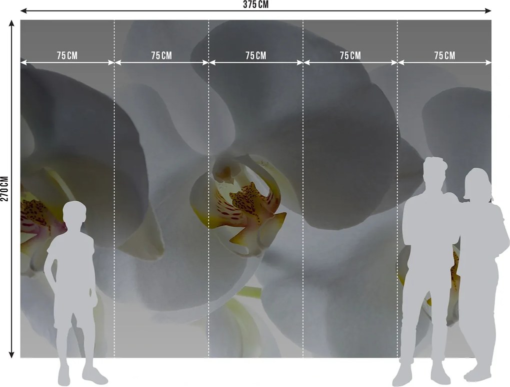 Fototapeta na míru Bílá Orchidej | Vliesová fototapeta na zed' | DFTNXXL0466