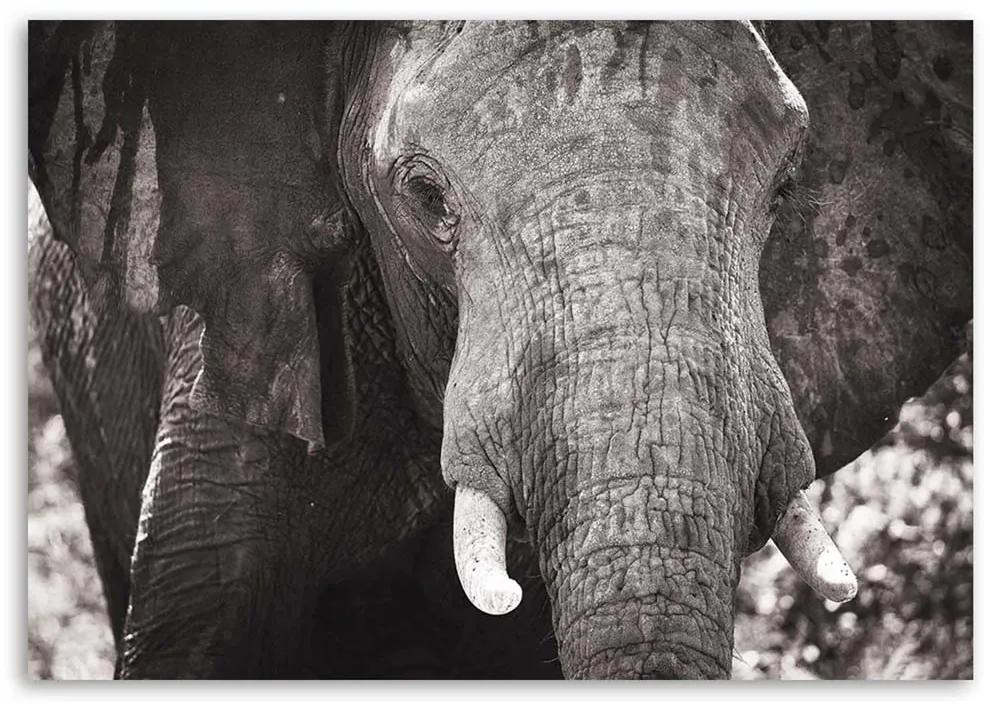 Obraz na plátně Slon Afrika černobílý - 60x40 cm