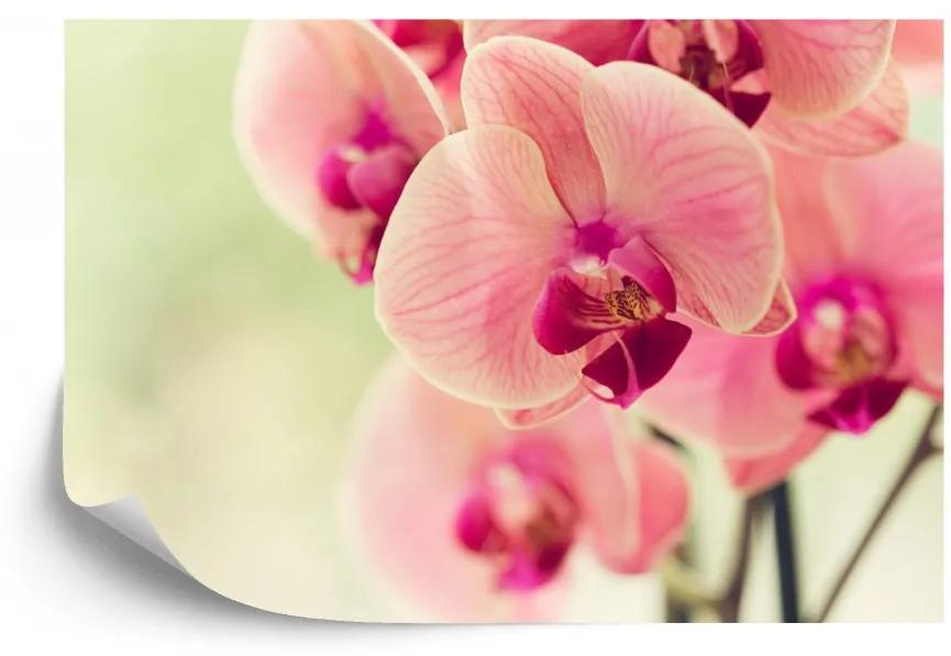 Fototapeta Krásná Orchidej Vliesová tapeta 270x180