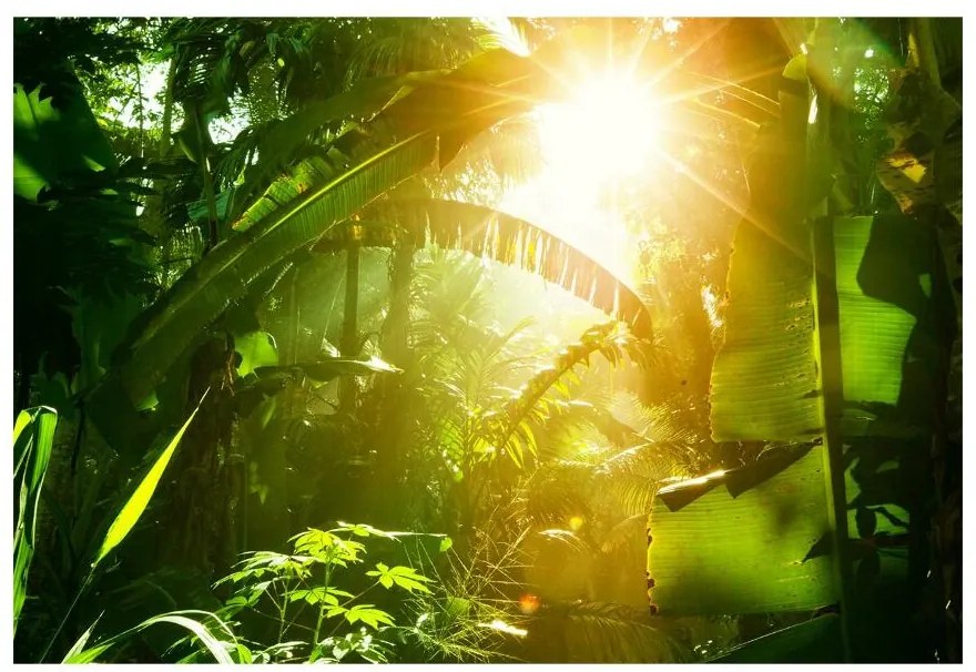 Fototapeta Džungle Vietnam 104x70