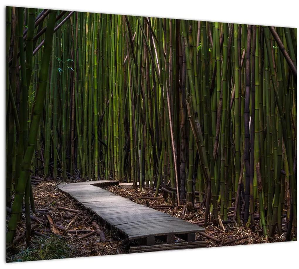 Obraz - Mezi bambusy (70x50 cm)