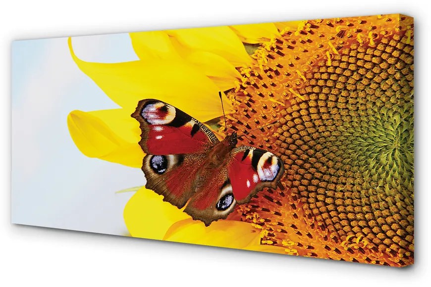 Obrazy na plátně slunečnice motýl 100x50 cm