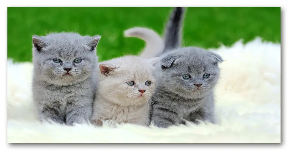 Wallmuralia Foto obraz akrylový do obýváku Tři kočky na dece 120x60 cm