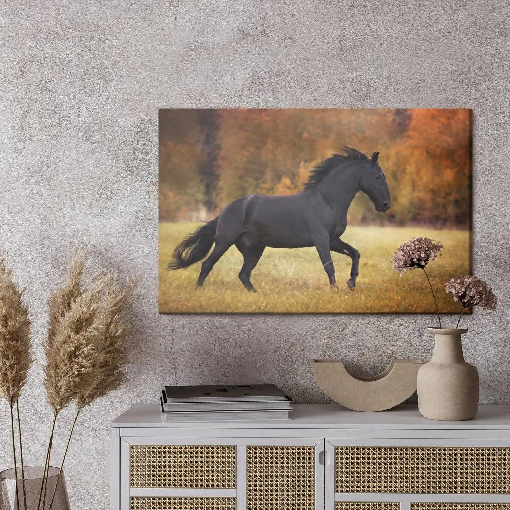 Obraz Černý Kůň Na Mýtině Nedostatek Nedostatek Plátno Canvas 120x80