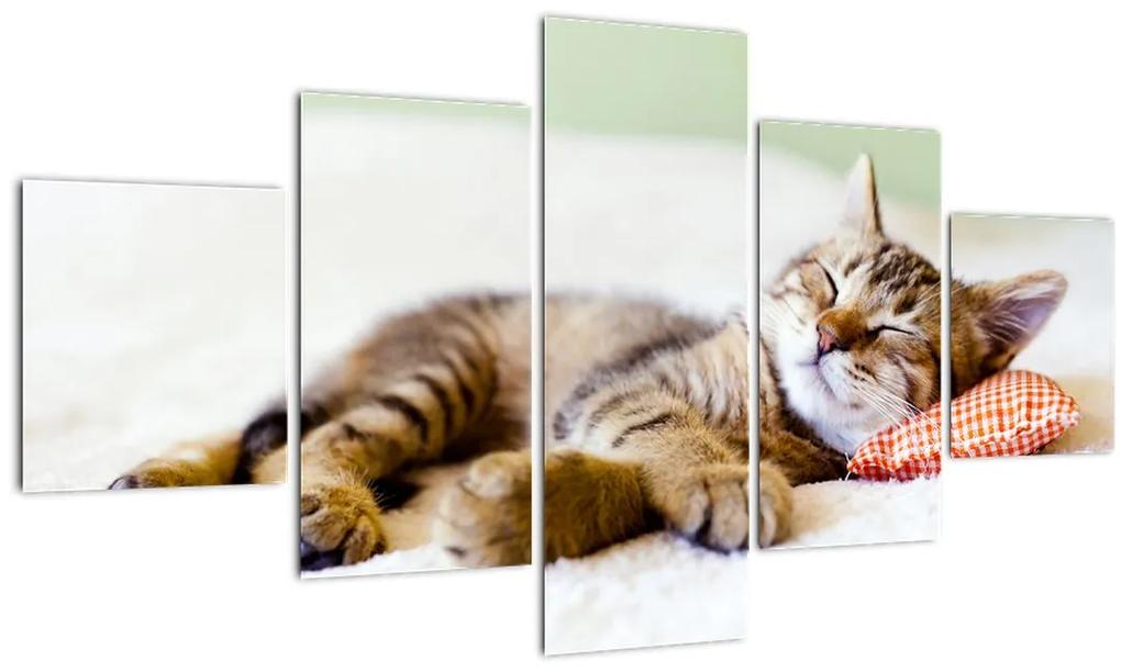 Obraz - Spící kotě (125x70 cm)