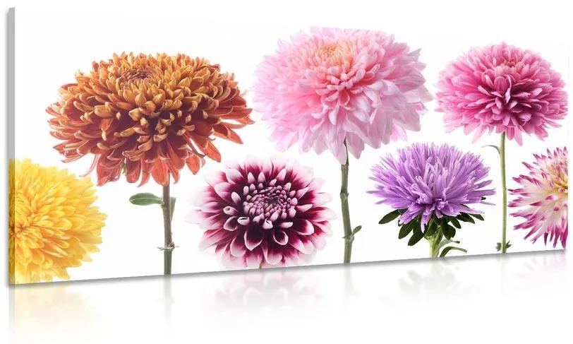 Obraz květiny jiřiny v rozmanitém designu Varianta: 100x50
