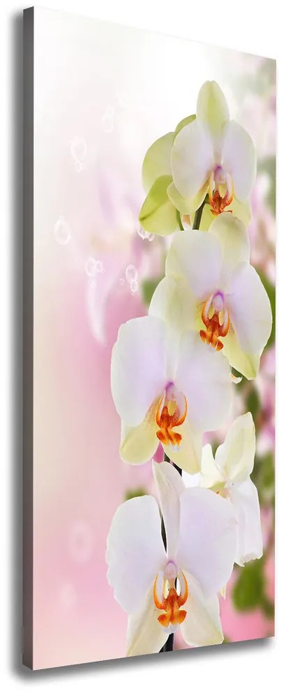 Wallmuralia Foto obraz na plátně Bílá orchidej 50x125 cm