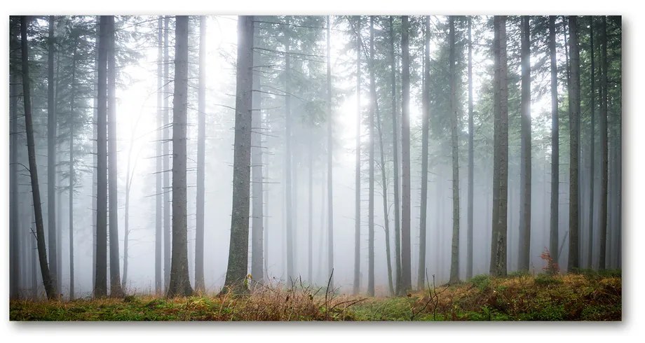 Wallmuralia Fotoobraz na skle Mlha v lese 100x50 cm