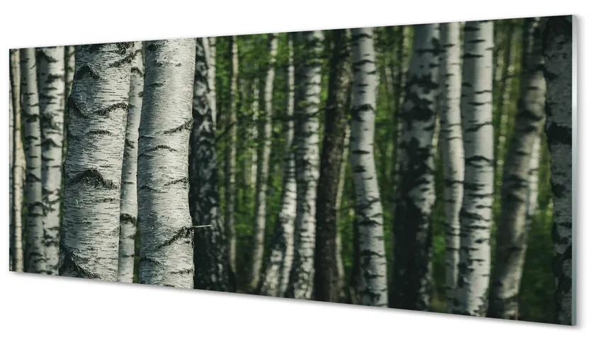 akrylový obraz březového lesa 120x60 cm