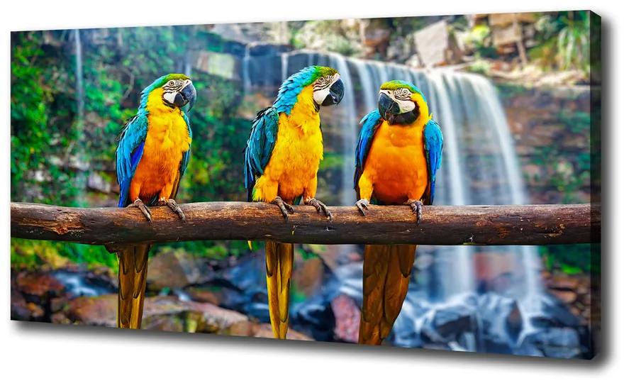 Wallmuralia Foto obraz na plátně Papoušci na větvi 100x50 cm