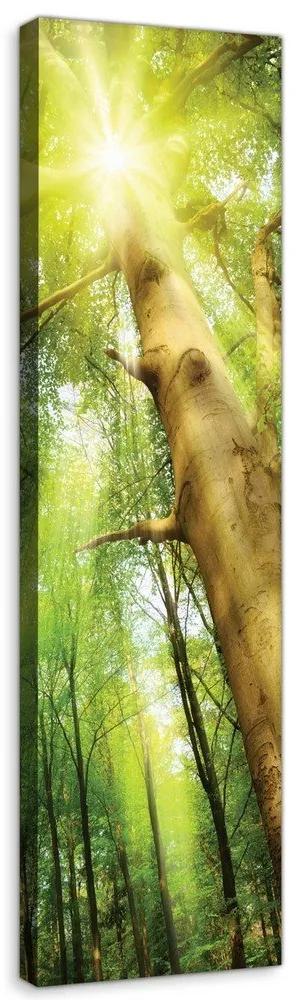 Postershop Obraz na plátně: Slunce v lese (1) - 145x45 cm