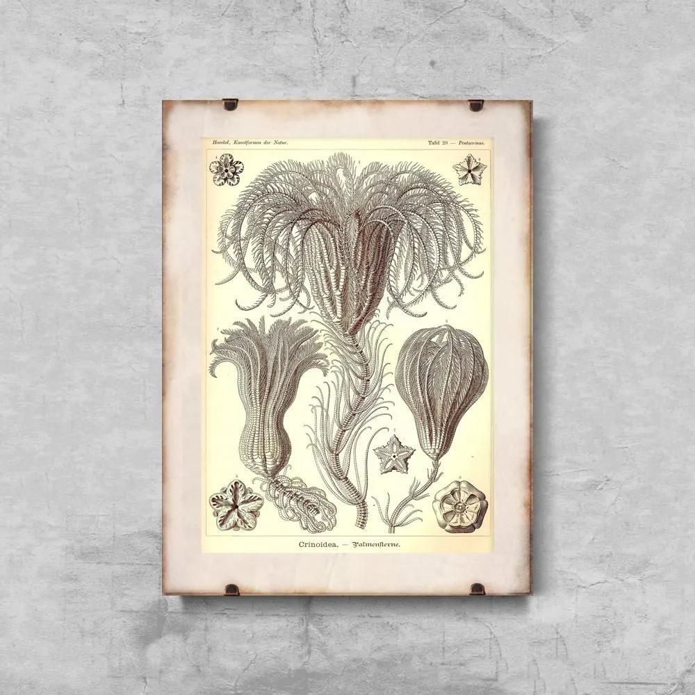 Retro plakát Crinoidea Ernst Haeckel