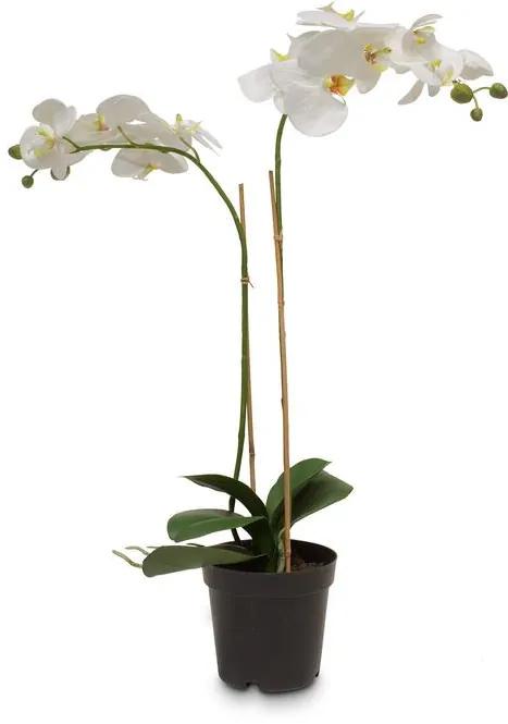 Phalaenopsis- orchidej