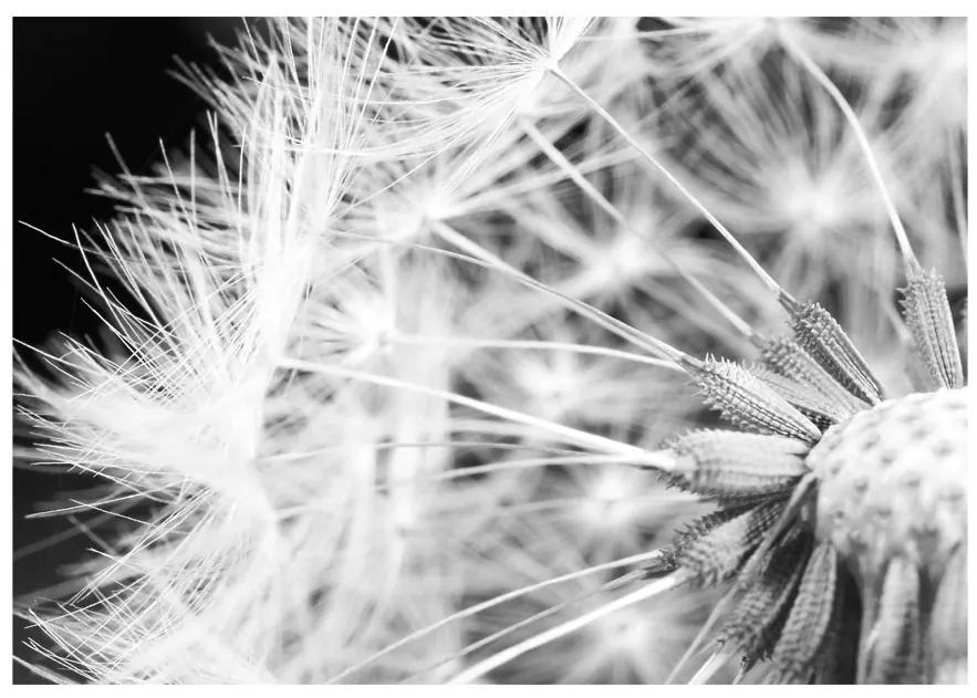 Fototapeta - Black and white dandelion