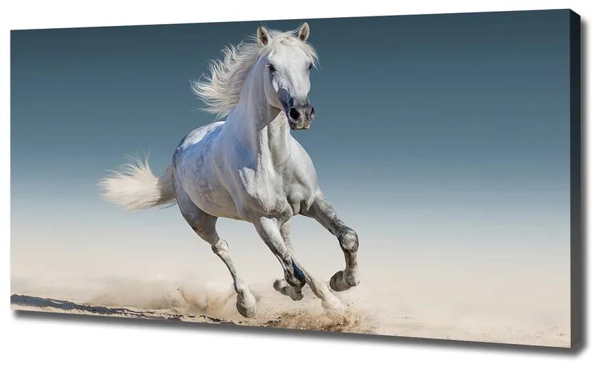 Wallmuralia Foto obraz na plátně Bílý kůň ve cvalu 120x60 cm
