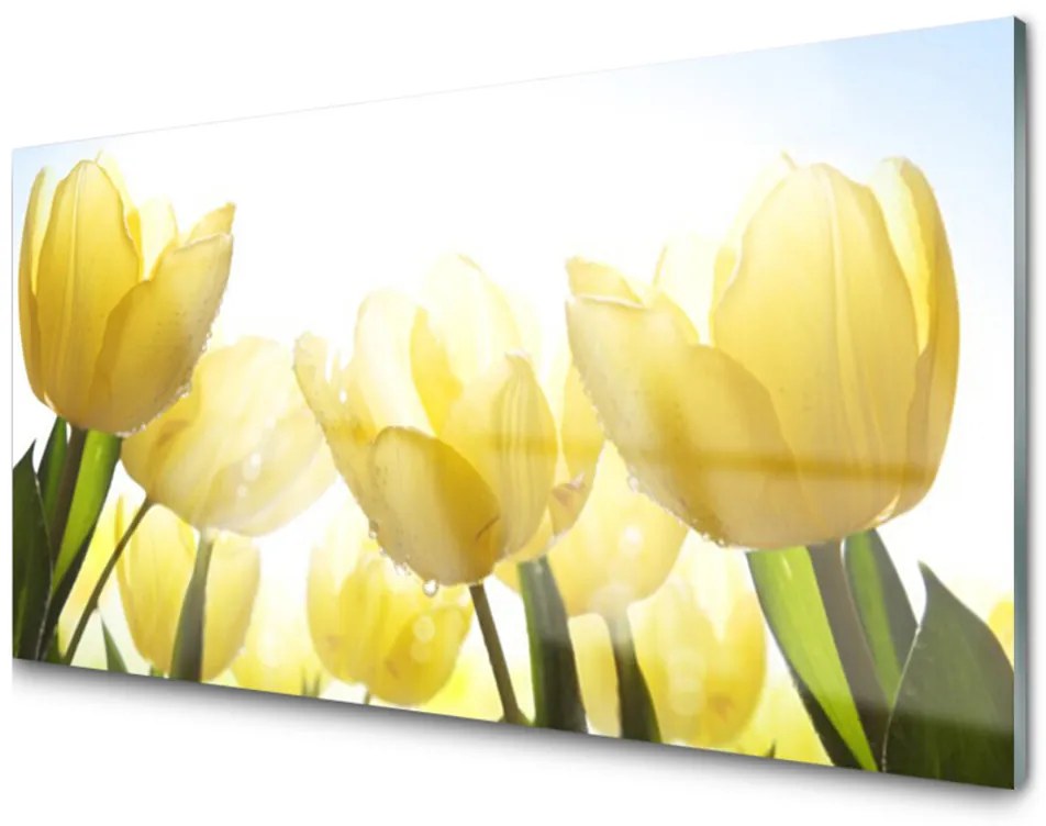 Plexisklo obraz Tulipány Květiny Paprsky