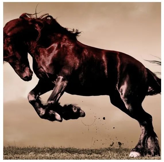 Obraz divokého koně  (30x30 cm), 40 dalších rozměrů