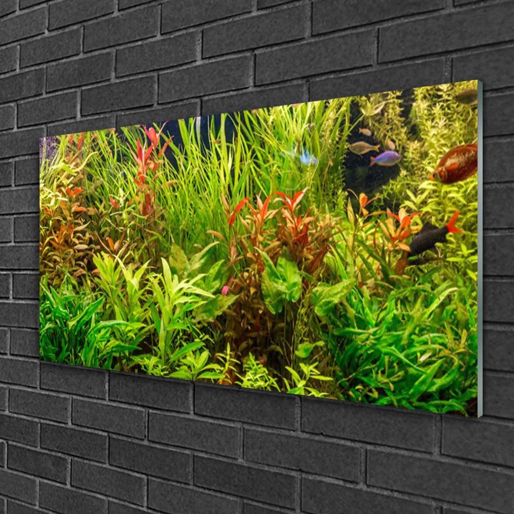 Obraz na skle Akvárium Rybičky Rostliny 100x50 cm