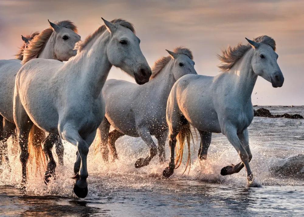 Obraz Bílí Koně V Moři Nedostatek Nedostatek Plátno Canvas 90x60