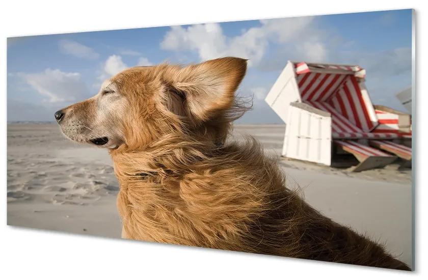 Obraz na skle Hnědý pes beach 120x60 cm