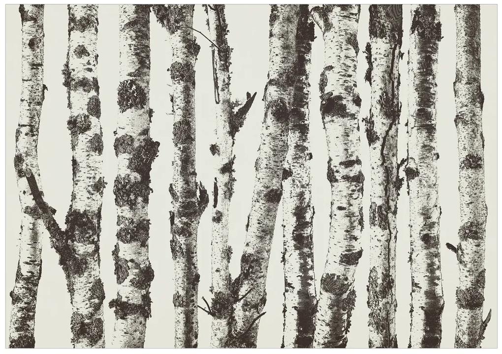 Fototapeta - Stately Birches - First Variant