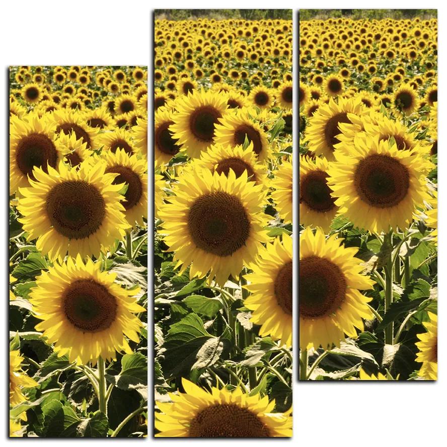 Obraz na plátně - Slunečnice - čtverec 3146C (105x105 cm)