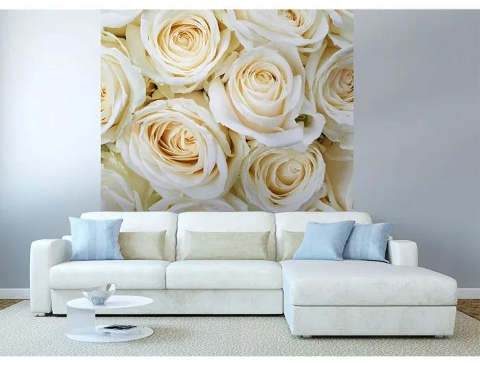 DIMEX | Vliesová fototapeta na zeď Bílé růže MS-3-0137 | 225 x 250 cm | bílá, krémová