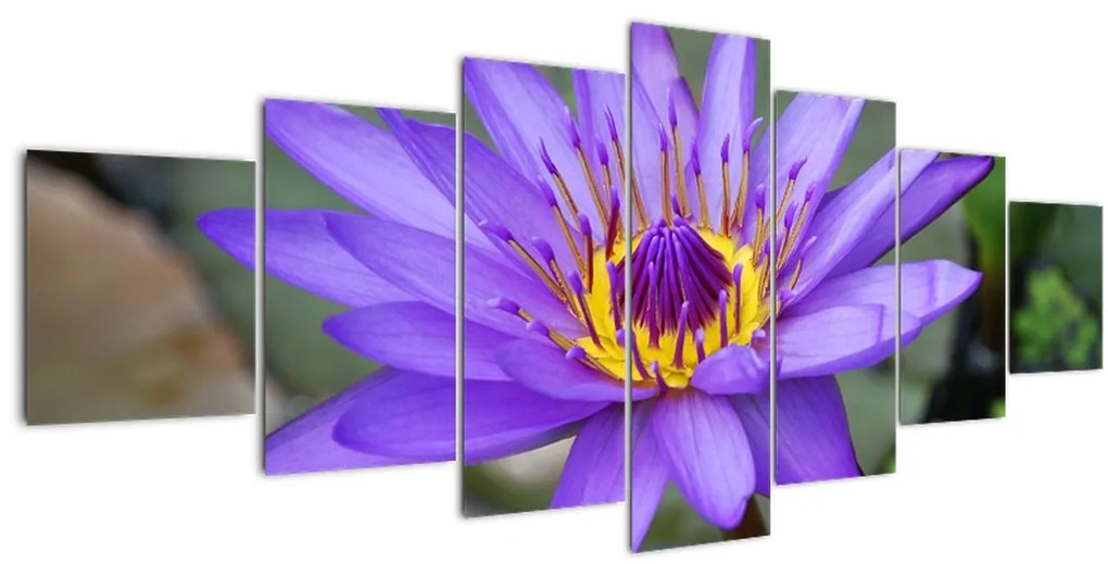 Obraz - Fialová květina (210x100 cm)