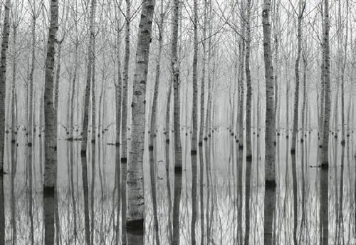 Fototapety, rozměr 368 cm x 254 cm, březový les ve vodě, W+G 5122-4P-1