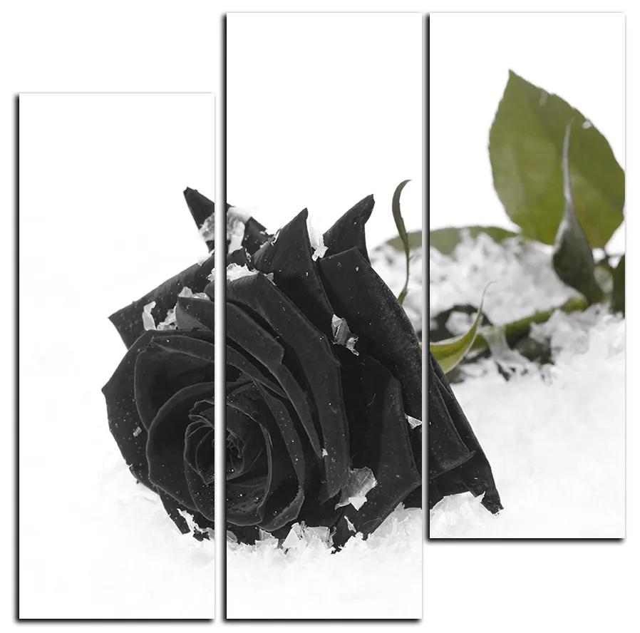 Obraz na plátně -  Růže na sněhu - čtverec 3103QB (105x105 cm)