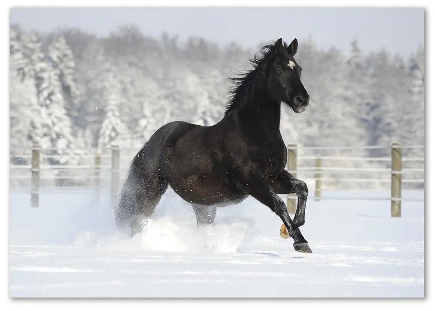 Wallmuralia Foto obraz sklo tvrzené Kůň ve cvalu sníh 100x70 cm