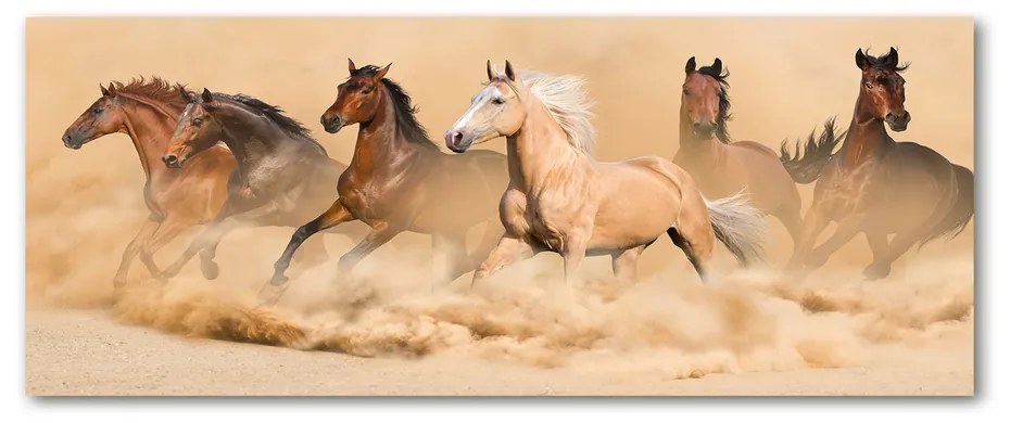 Wallmuralia Foto obraz akrylové sklo Koně poušť 125x50 cm