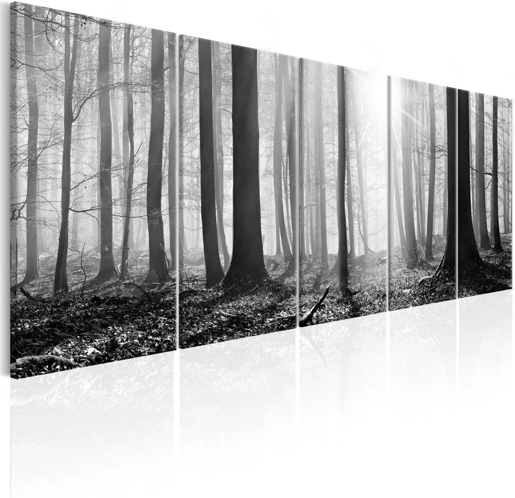 Černobílý obraz ráno v lese + háčky a hřebíčky ZDARMA Velikost (šířka x výška): 150x60 cm