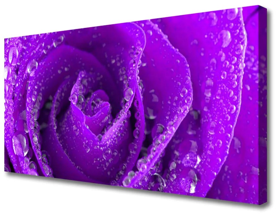 Obraz na plátně Růže Květ 120x60 cm