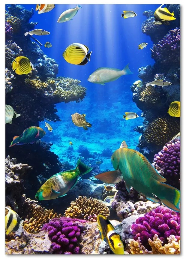 Wallmuralia Foto obraz sklo tvrzené Korálový útes 70x100 cm