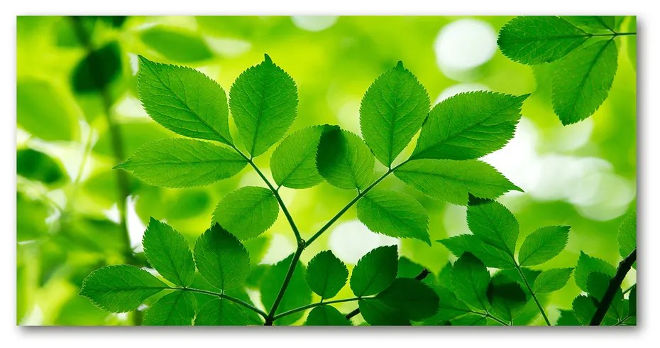 Wallmuralia Foto obraz akrylový do obýváku Zelené listí 120x60 cm