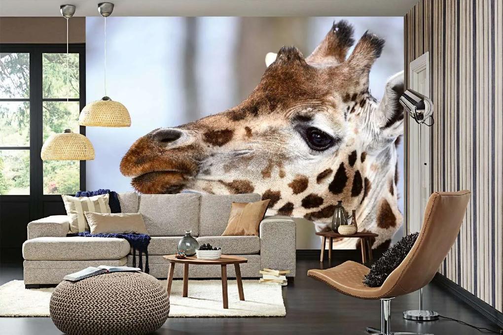 DIMEX | Samolepicí vliesová fototapeta na zeď Žirafí mládě MA-5-0449 | 375 x 250 cm | béžová, hnědá
