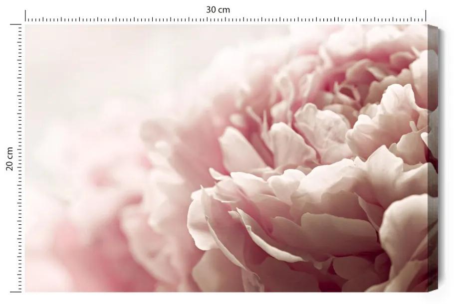 Obraz Pivoňky Růže V Pastelových Barvách Nedostatek Nedostatek Přírodní plátno 120x80