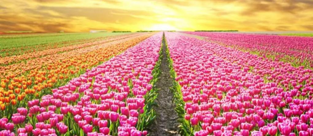 Obraz pole tulipánů Velikost (šířka x výška): 60x40 cm